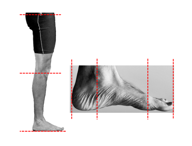 human legs & feet | Jim Usherwood Research